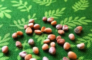 Best Seeds For Kids To Grow Indoors