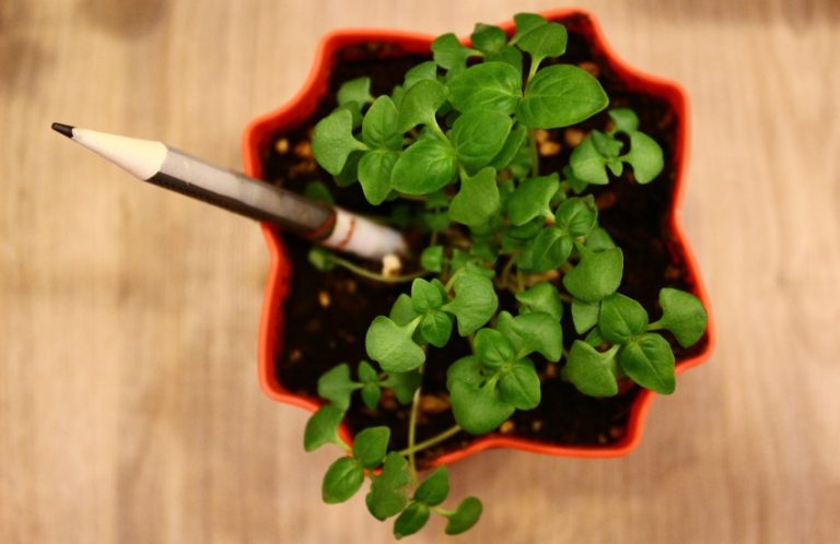 What Are Plantable Pencils(+History & Benefits)