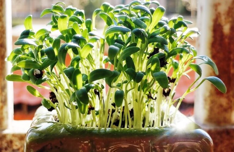 Grow Your Own Cress Kit | Florist Kid