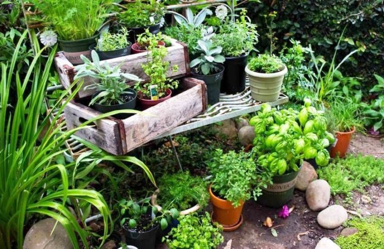 How To Build An Herbal Tea Garden At Home | Florist Kid