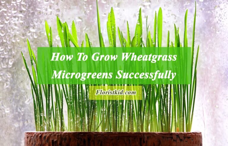 How To Grow Wheatgrass Microgreens Successfully
