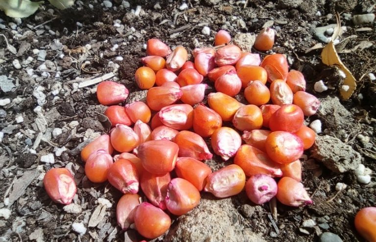 How To Grow Popcorn Microgreens At Home | Florist Kid