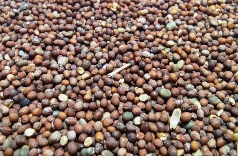 Best Seeds For Kids To Grow Indoors