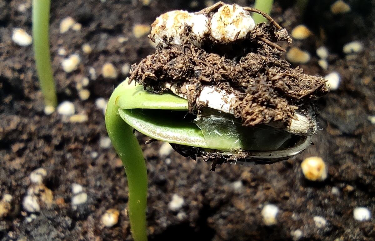 How To Grow Sunflower Microgreens From Seed To Harvest | Florist Kid
