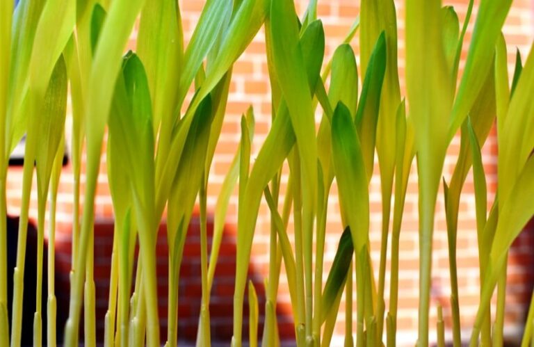 How To Grow Popcorn Microgreens At Home | Florist Kid