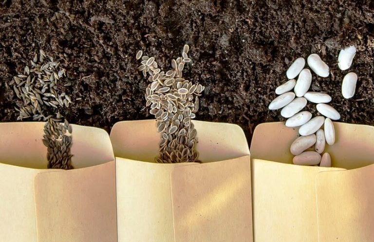 What Are The Different Types Of Seeds Available For Gardening?