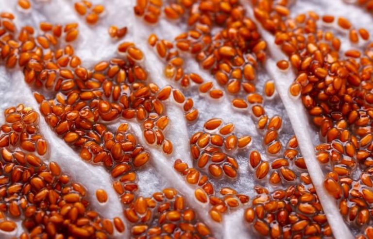 How To Grow Garden Cress Microgreens Indoors