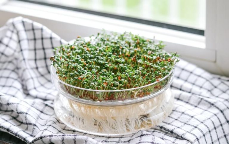How To Grow Garden Cress Microgreens Indoors