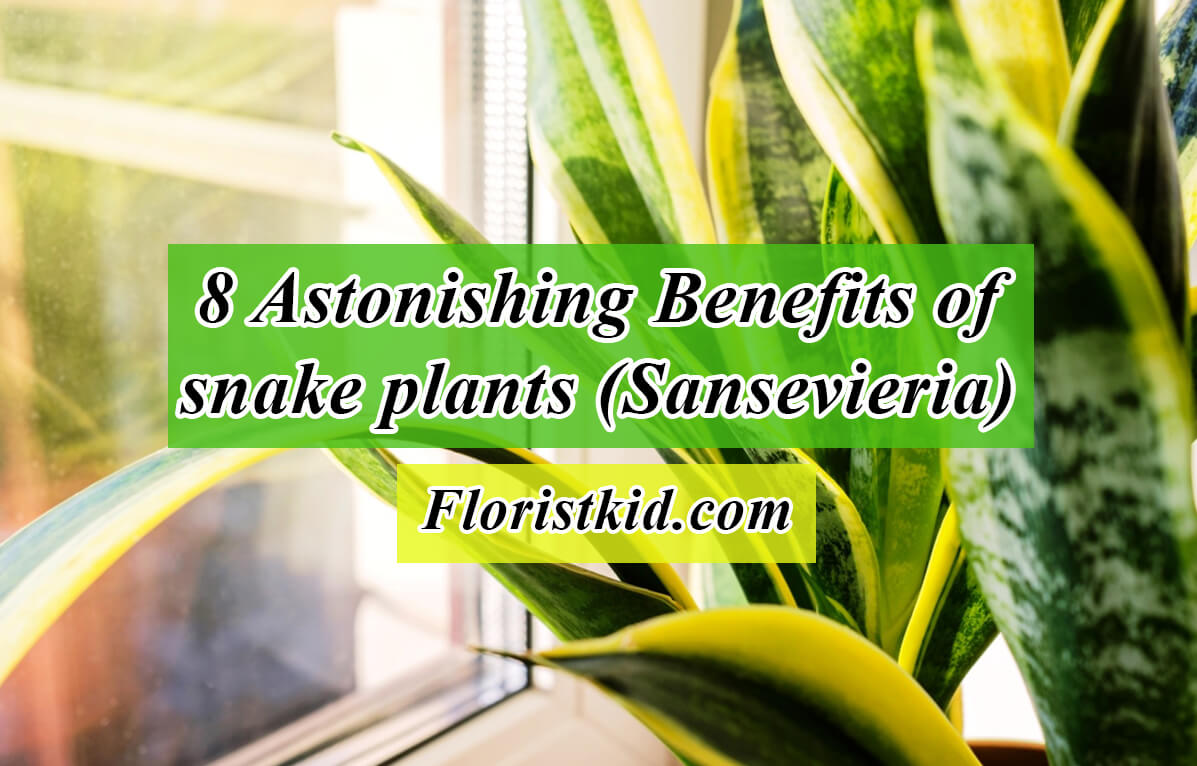 8 Astonishing Benefits Of Snake Plants (Sansevieria) | Florist Kid