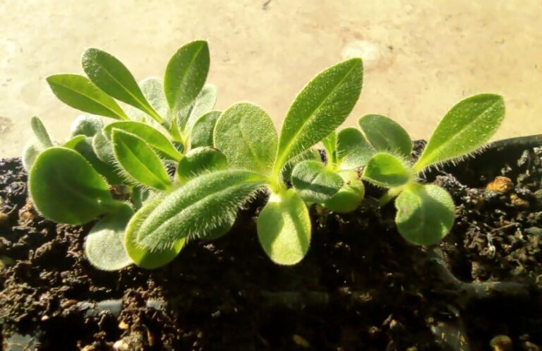 How To Grow Borage Microgreens Indoors