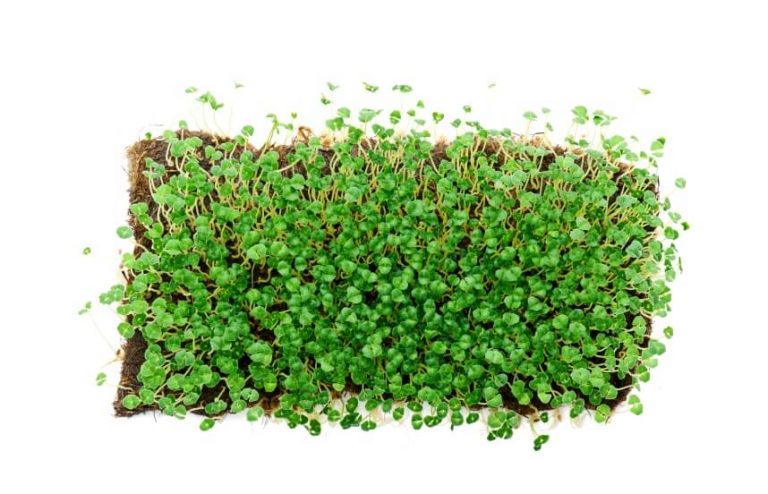 How To Grow Chia Microgreens Indoors (+History & Benefits)