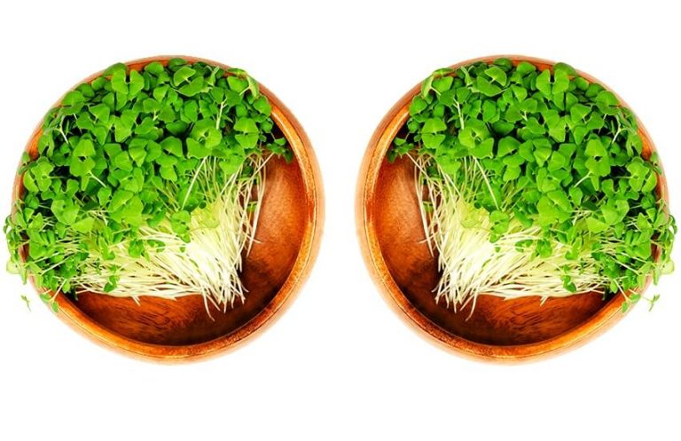 How To Grow Chia Microgreens Indoors (+History & Benefits)