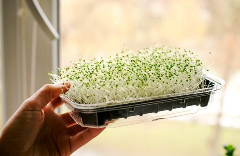 How To Grow Chia Microgreens Indoors (+History & Benefits)