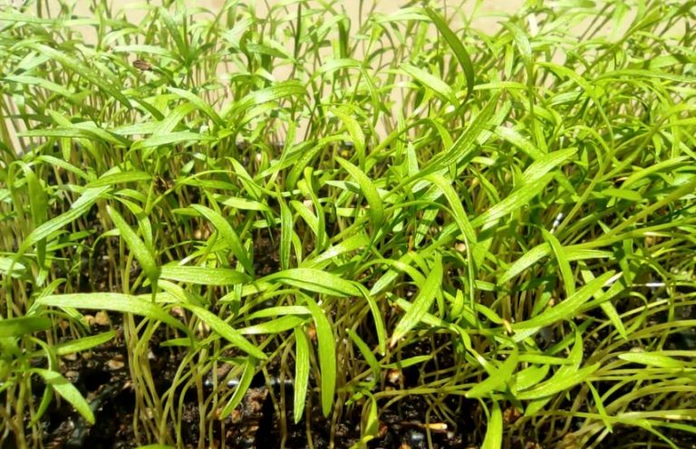 How To Grow Dill Microgreens (+History & Benefits)