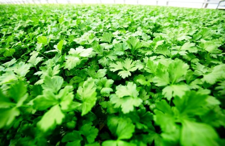 How To Grow Parsley Microgreens (+History, Benefits & Recipes)