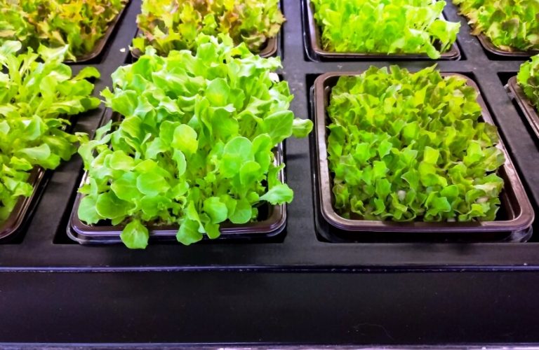 How To Grow Lettuce Microgreens Indoors (+History & Benefits)