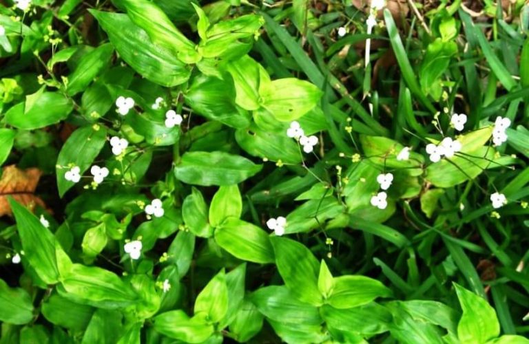 8 Amazing Wandering Jew Plant Benefits (Tradescantia Zebrina)