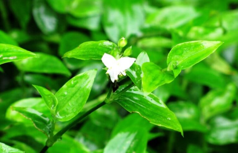8 Amazing Wandering Jew Plant Benefits (Tradescantia Zebrina)