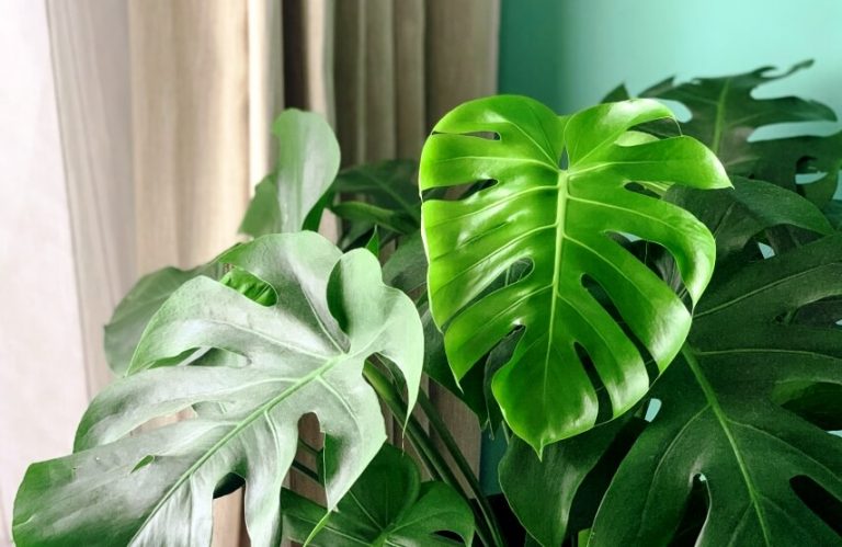 Astonishing Monstera Plant Benefits That Make Your Jaw Drop