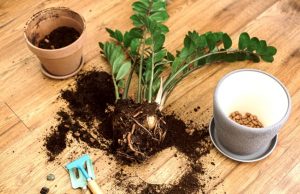 10 Incredible ZZ Plant Benefits (Zamioculcas Zamiifolia Plant)