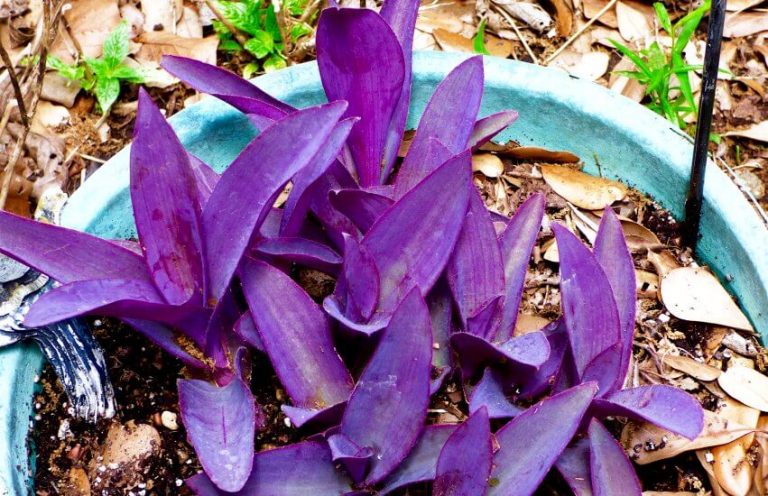 8 Amazing Wandering Jew Plant Benefits (Tradescantia Zebrina)