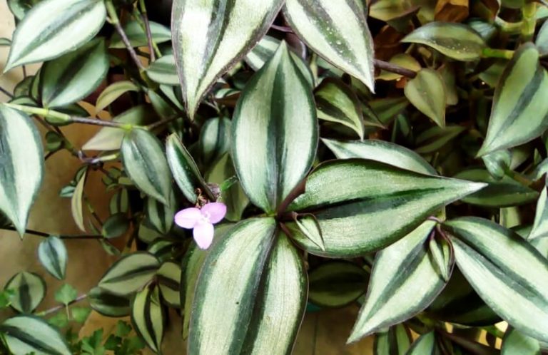 8 Amazing Wandering Jew Plant Benefits (Tradescantia Zebrina)