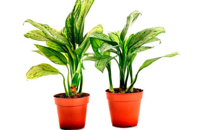 10 Incredible Aglaonema Plant Benefits (Chinese Evergreen)