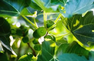 What Are Fig Leaf Benefits & How To Use Fig Leaves