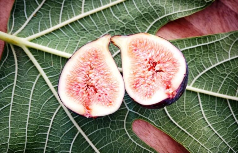 What Are Fig Leaf Benefits & How To Use Fig Leaves