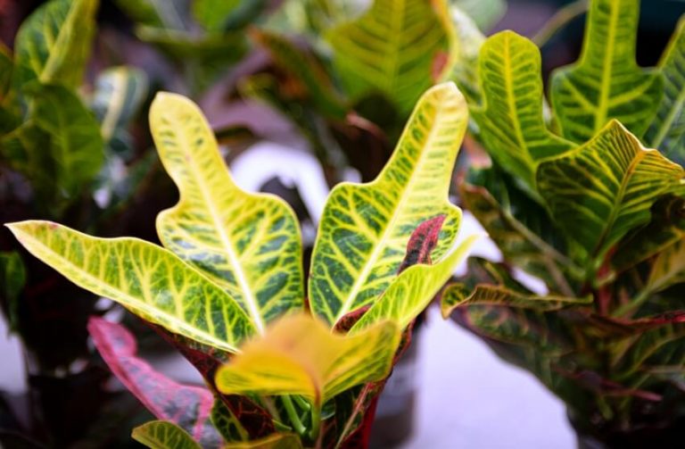 8 Incredible Croton Plant Benefits (Codiaeum Variegatum)