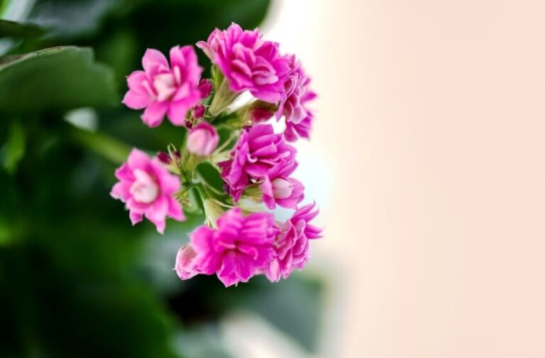 7 Amazing Kalanchoe Plant Benefits That Make Your Jaw Drop