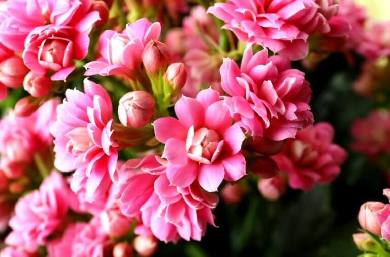 7 Amazing Kalanchoe Plant Benefits That Make Your Jaw Drop