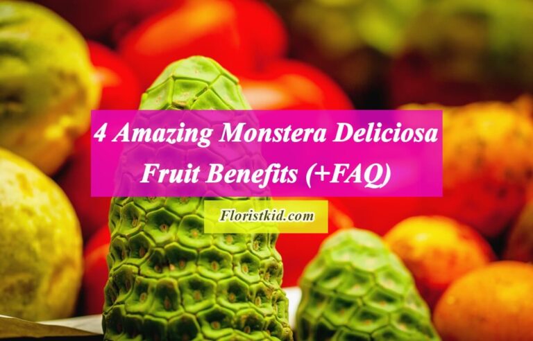 Amazing Monstera Deliciosa Fruit Benefits (+FAQ) – Florist kid | Family ...