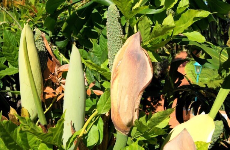Amazing Monstera Deliciosa Fruit Benefits (+FAQ)