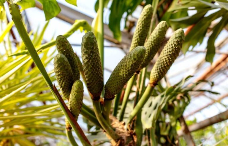 Amazing Monstera Deliciosa Fruit Benefits (+FAQ) – Florist kid | Family ...
