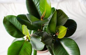 What Is The Best Soil For Rubber Plants (+2 DIY Recipes)