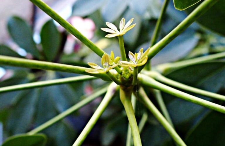 10 Astonishing Schefflera Plant Benefits (Umbrella Plant)