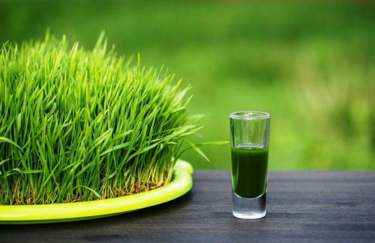 How To Grow Wheatgrass Microgreens Successfully