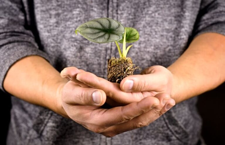 How To Propagate Elephant Ear Plant/Alocasia (Three Methods)
