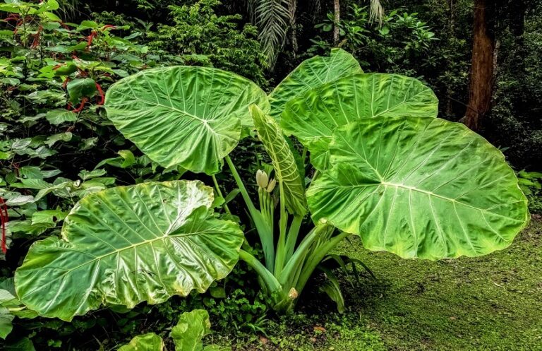 How To Propagate Elephant Ear Plant/Alocasia (Three Methods)