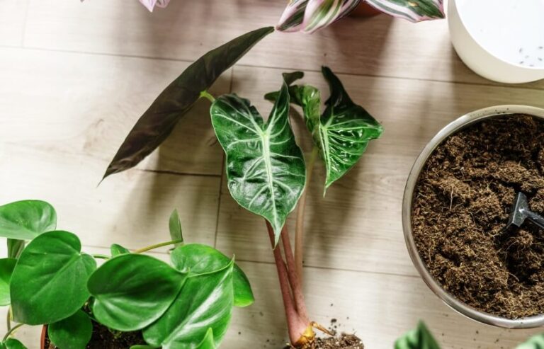How To Propagate Elephant Ear Plant/Alocasia (Three Methods)