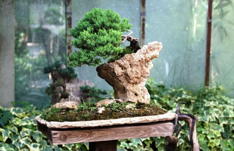 10 Amazing Bonsai Plant Benefits You Probably Didn’t Know