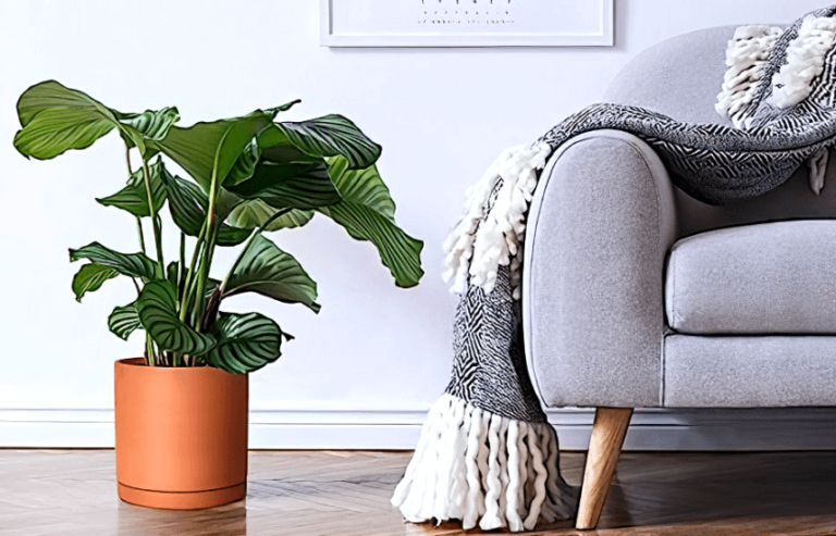 The Best Pot For Monstera Plants: Tips + Buying Guide