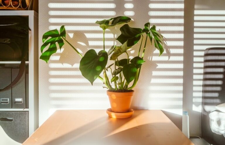 The Best Pot For Monstera Plants: Tips + Buying Guide