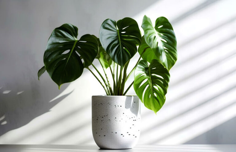 The Best Pot For Monstera Plants: Tips + Buying Guide