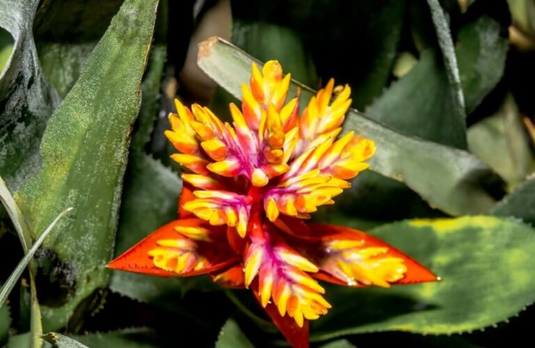 Vriesea Splendens (Flaming Sword) Care & Growing Guide