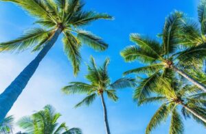 15 Benefits & Uses of Coconut Trees (Coconut Palms)