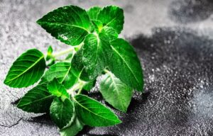 Nature's Secret: Unbelievable Benefits Of Scent Leaf