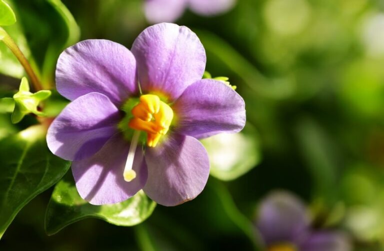 Exacum Affine (Persian Violet) Care & Growing Guide