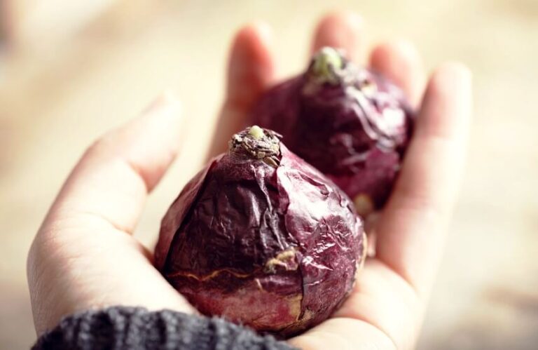 Are Hyacinths Poisonous To Humans And Animals?